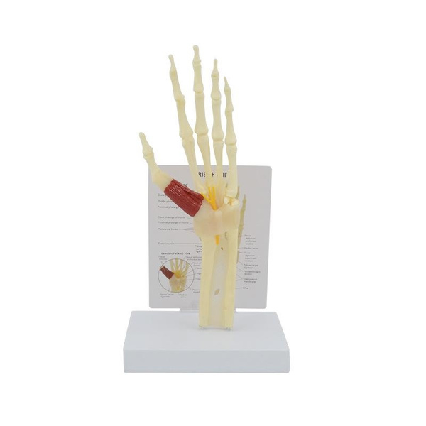 Human Hand Bone Model Hand Joint Attachment Ligament Model Finger Bone ...