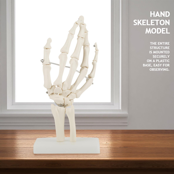 Anatomical Life-size Hand Joint Anatomical Model Life Size Skeleton ...
