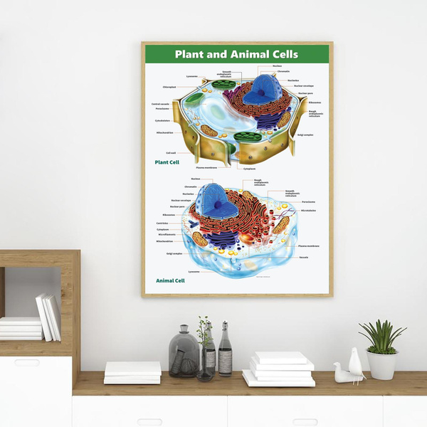 Plant and Animal Cells Prints Science Poster Middle School Biology ... Plant and Animal Cells Prints Science Poster Middle School Biology ...