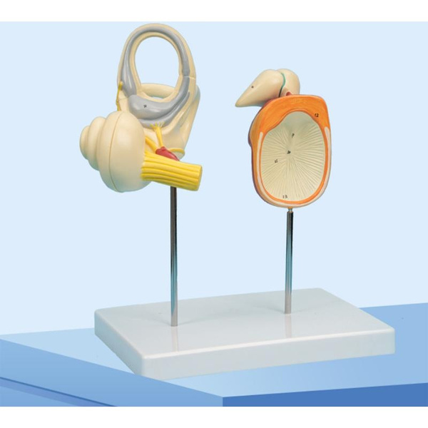 Human Inner Ear Enlarged Model of The Ossicles and Tympanic Membrane ...