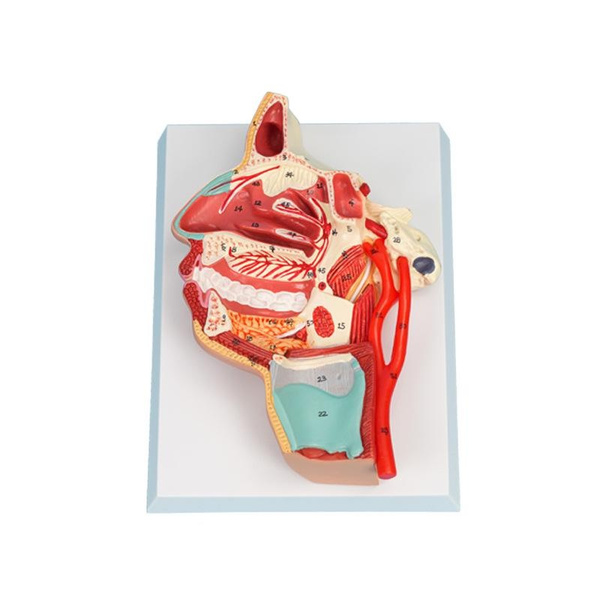 Mouth Nose Throat Inside Side Neurovascular Model Nasal Dissection ...