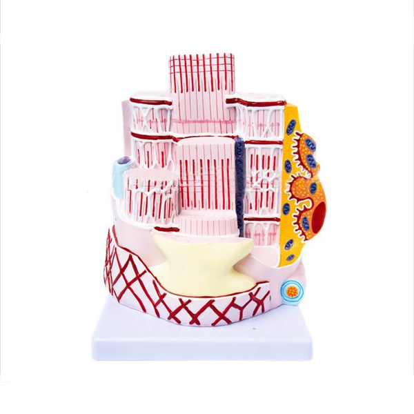 Micro anatomical model of human skeletal muscle fiber model MICRO ...