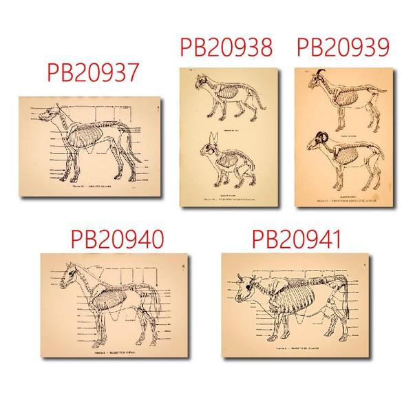 Vet Animal Anatomy Posters Veterinary Medicine Wall Art Prints Dog ...