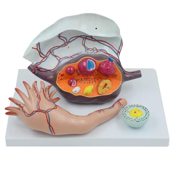 Female uterine ovarian structure amplification, dissection of follicle ...