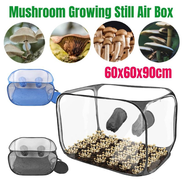 Large Still Airbox Mushroom Mycology Fume Hood Propagation Stations Kit ...