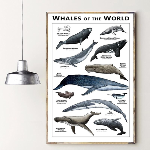Whales of the World Poster Whale Species Illustrations Art Print ...