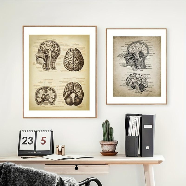 Vintage Human Head and Brain Anatomy Canvas Poster, Doctors Office Wall ...
