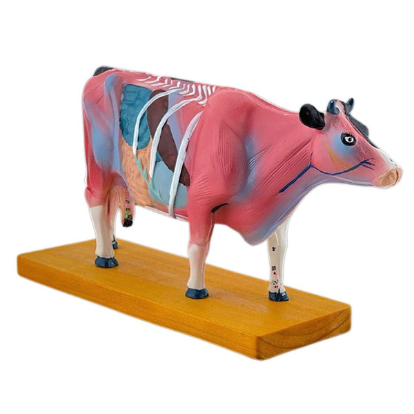 Cattle Anatomy Model Animal Anatomical Model for Veterinary Learning ...