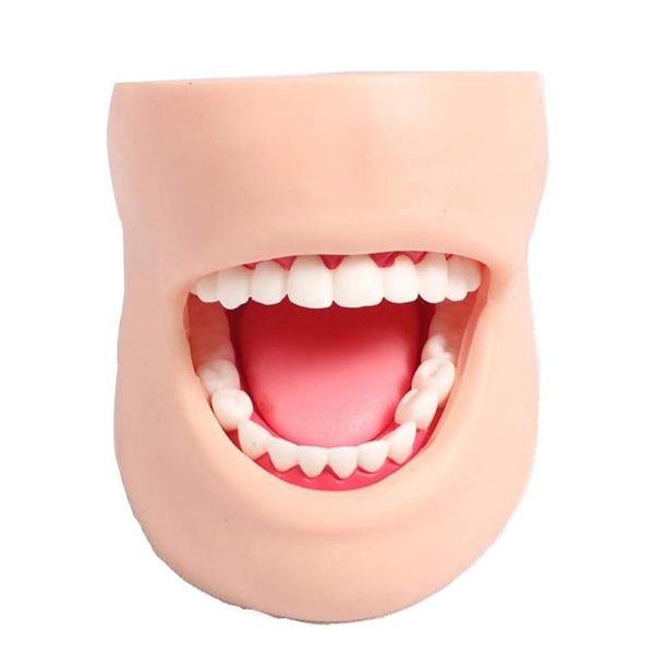 Dental Teeth Care Model with Cheek Dental Nursing Cheek Care Model Oral ...