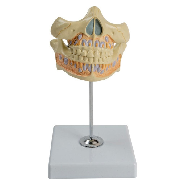 Permanent Tooth Model, Human Tooth Gingiva Anatomy Model for Scientific ...