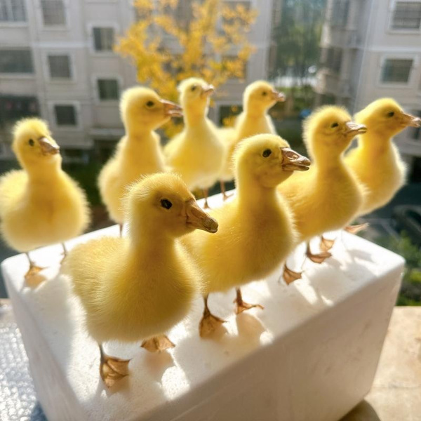 1 Taxidermy filled Eurasian Bukit, Bukit Goose specimen for teaching ...