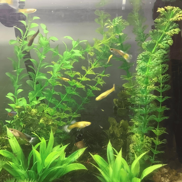 Plastic Aquarium Fish Tank Decor Water Weeds Plant Artificial Green ...