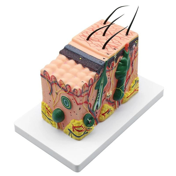 35X Human Anatomical Skin Texture Subcutaneous Tissue Dissection Model ...