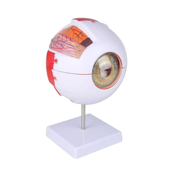 Anatomical Eye Model Eyeball Eyelid Model Disassemble 6 times Enlarged ...
