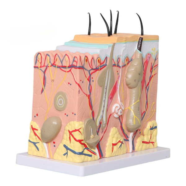 50X Times Human Big Anatomical Skin Magnified Tissue Structure Model ...